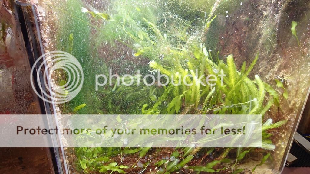 Setting up new Triton tank. | Reef2Reef